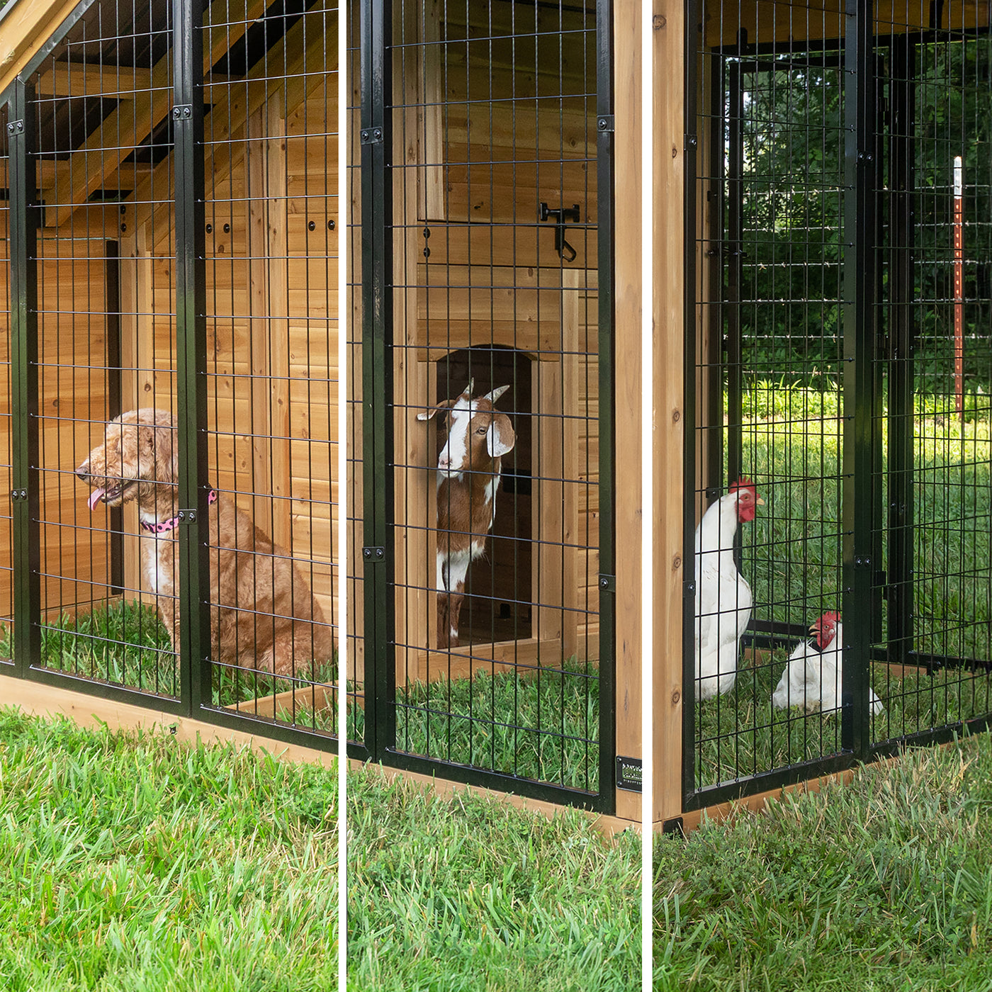 Animal Enclosure